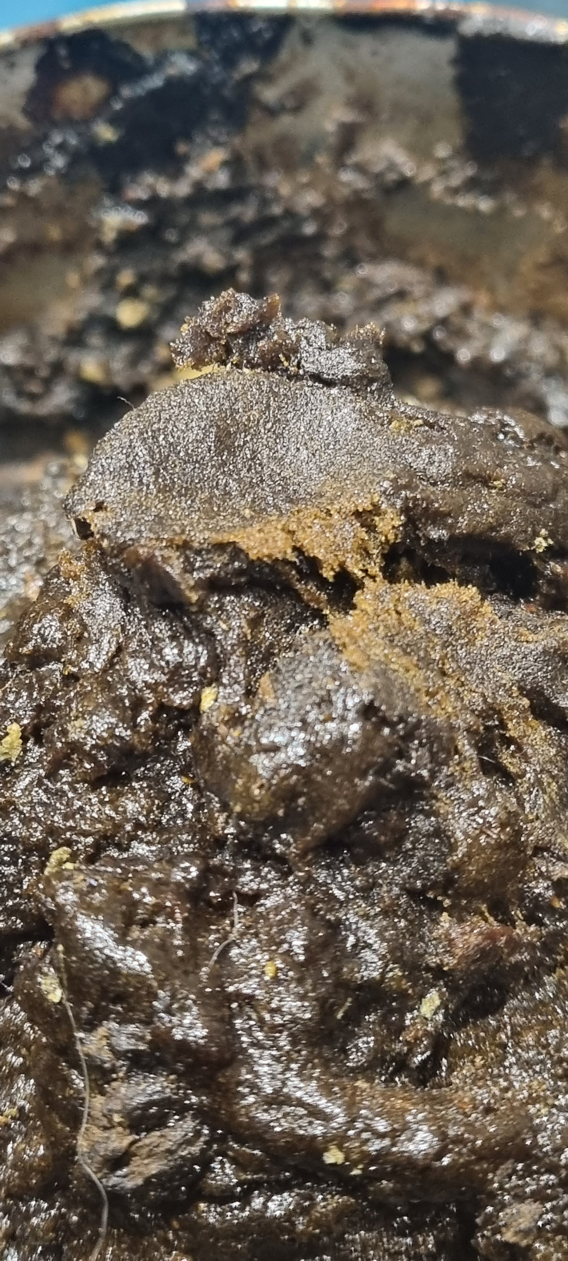 Hash Gallery – Shantibaba Seeds