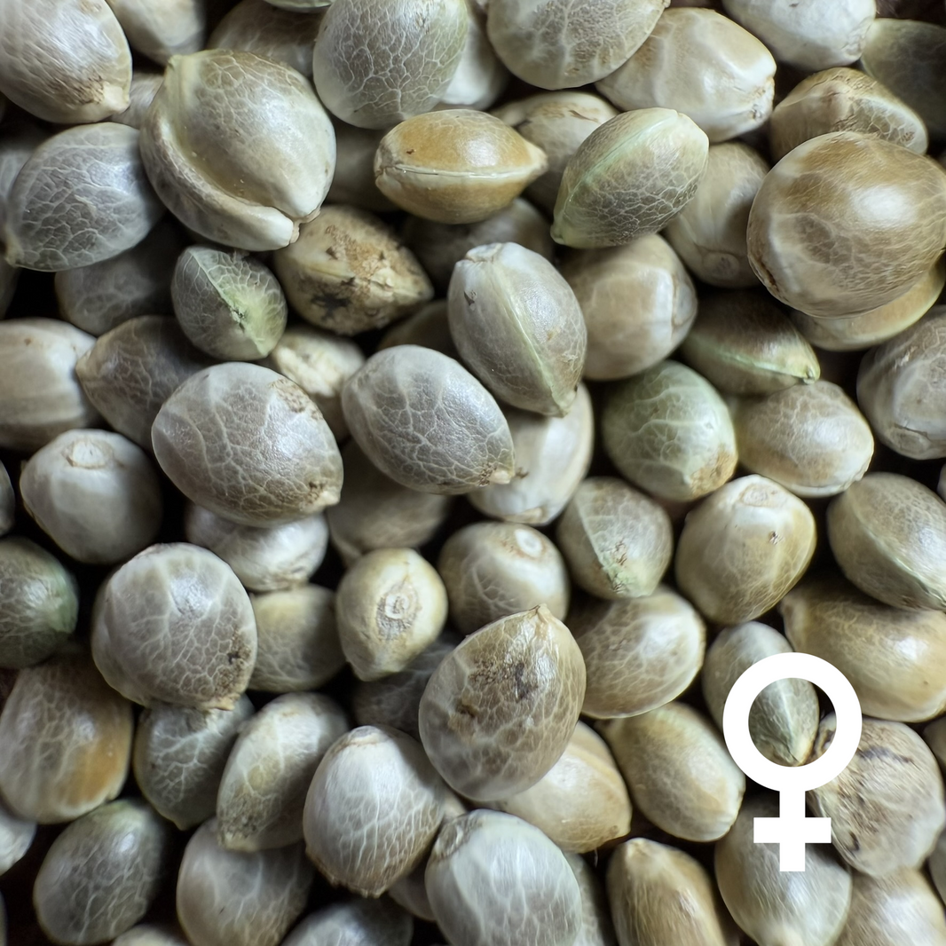 Feminized seeds – Shantibaba Seeds