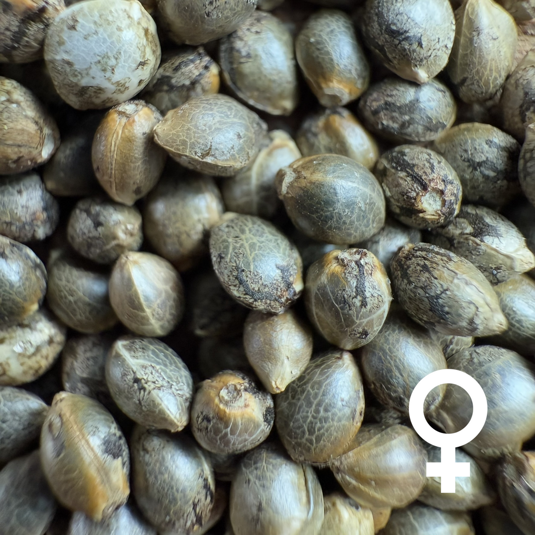 Feminized seeds – Shantibaba Seeds