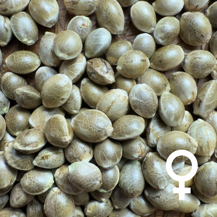 Feminized seeds – Shantibaba Seeds
