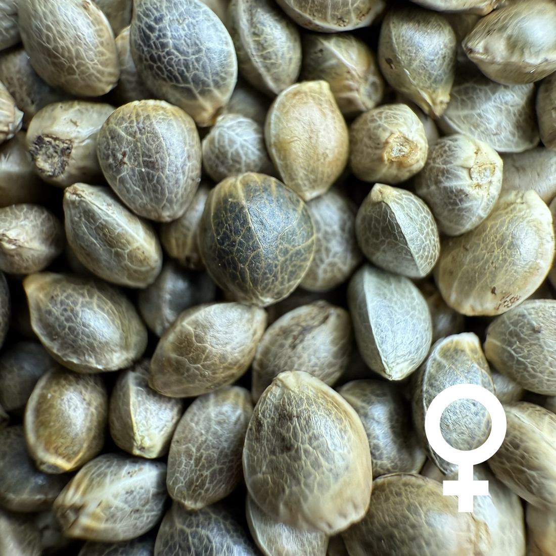 MAC x Runtz (Fem) – Shantibaba Seeds