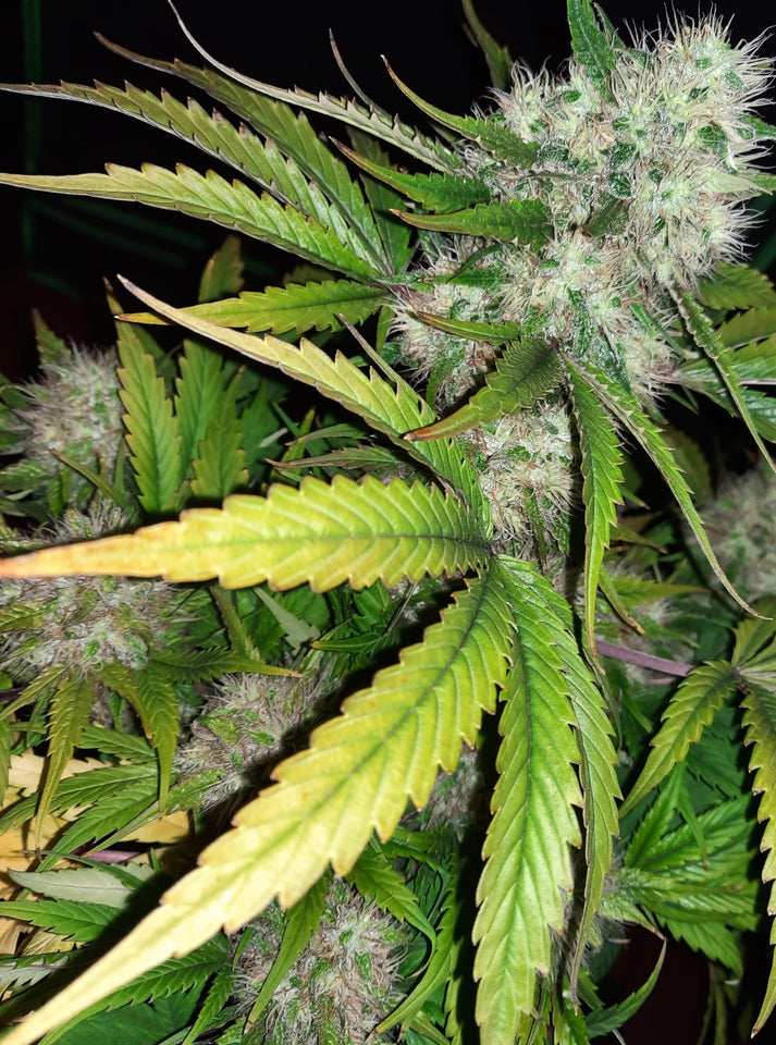 Angel's Breath – Shantibaba Seeds